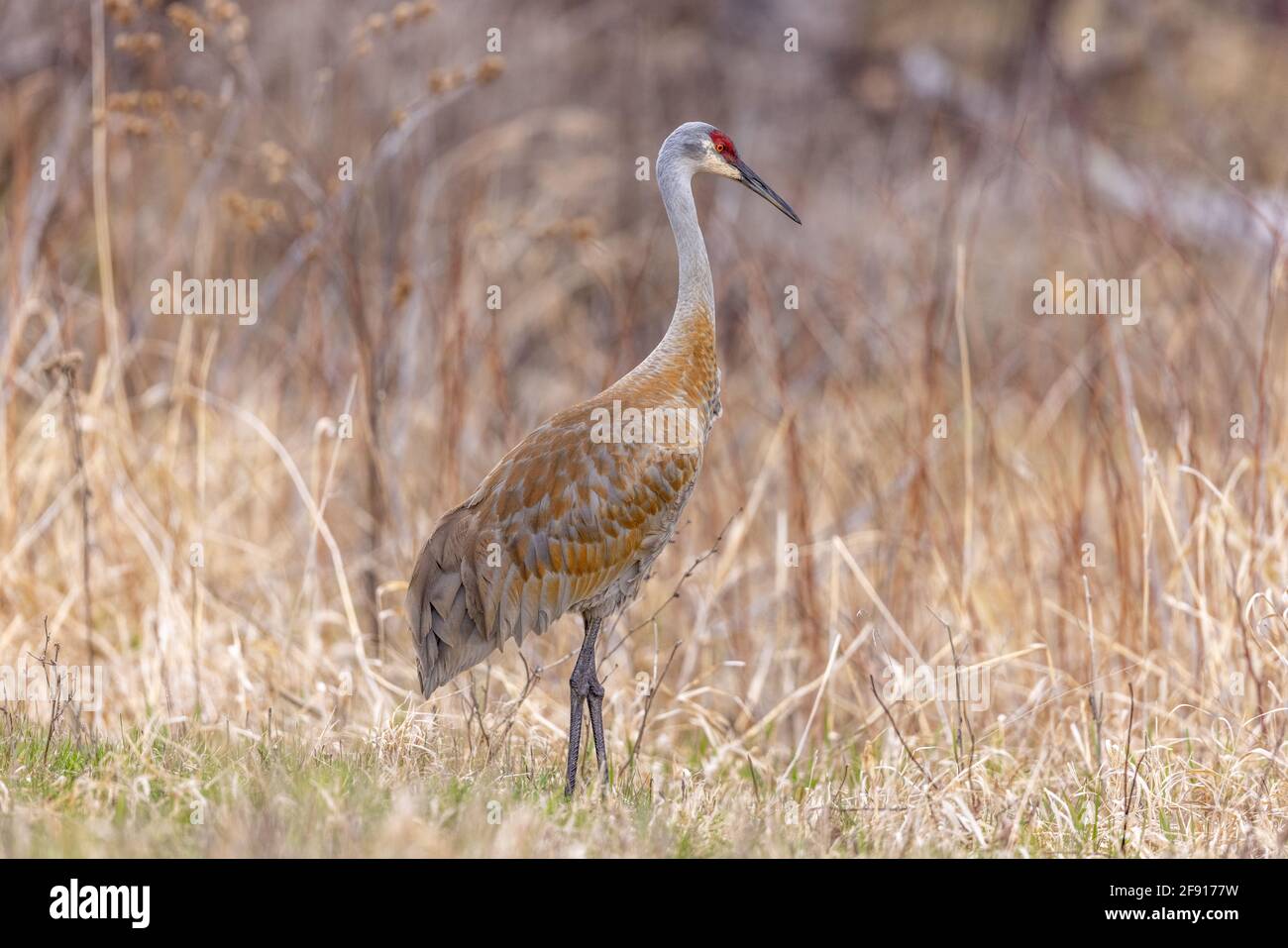 Sandhill crane in northern Wisconsin Stock Photo - Alamy