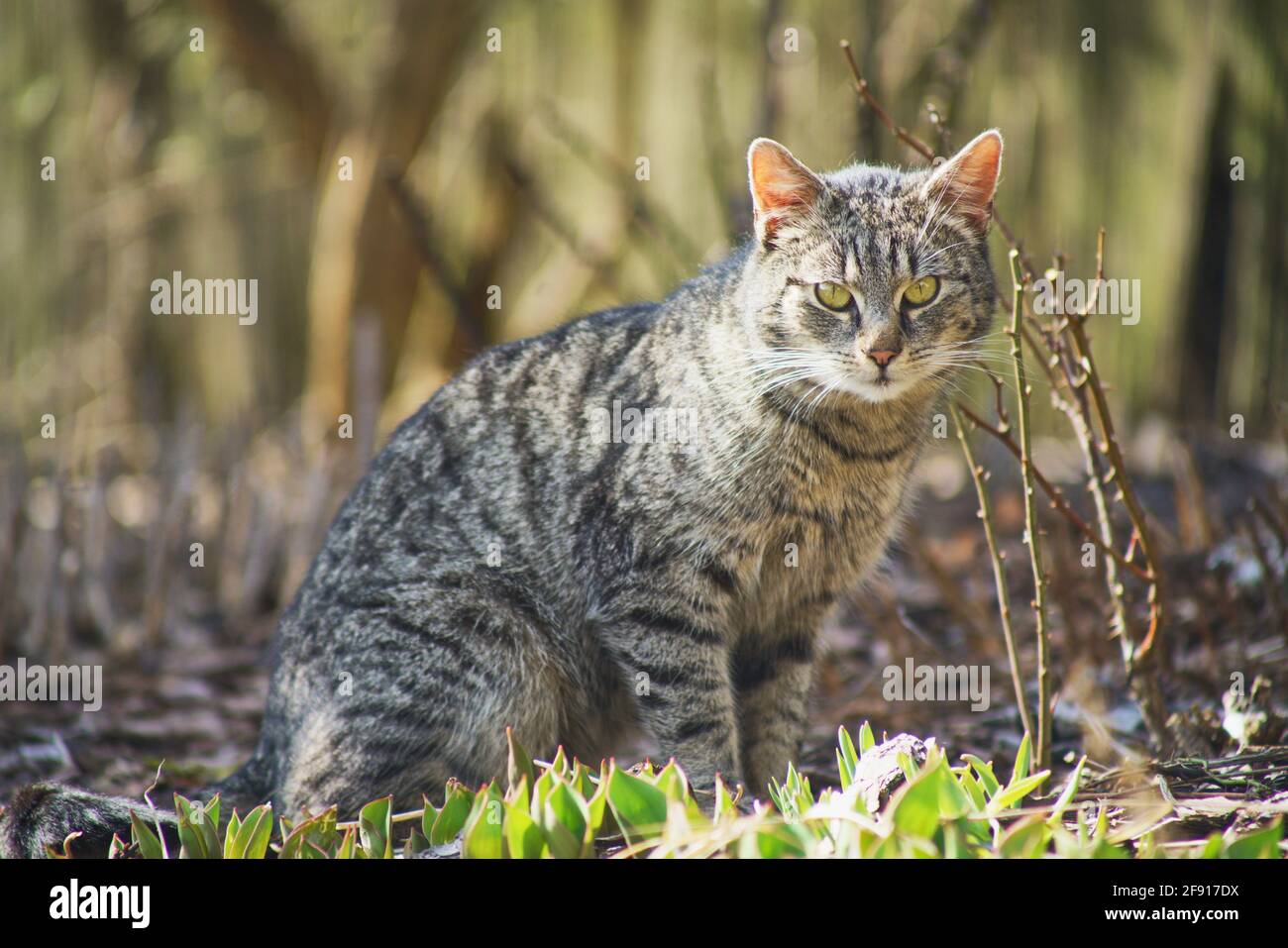 domestic cat exploring Stock Photo - Alamy