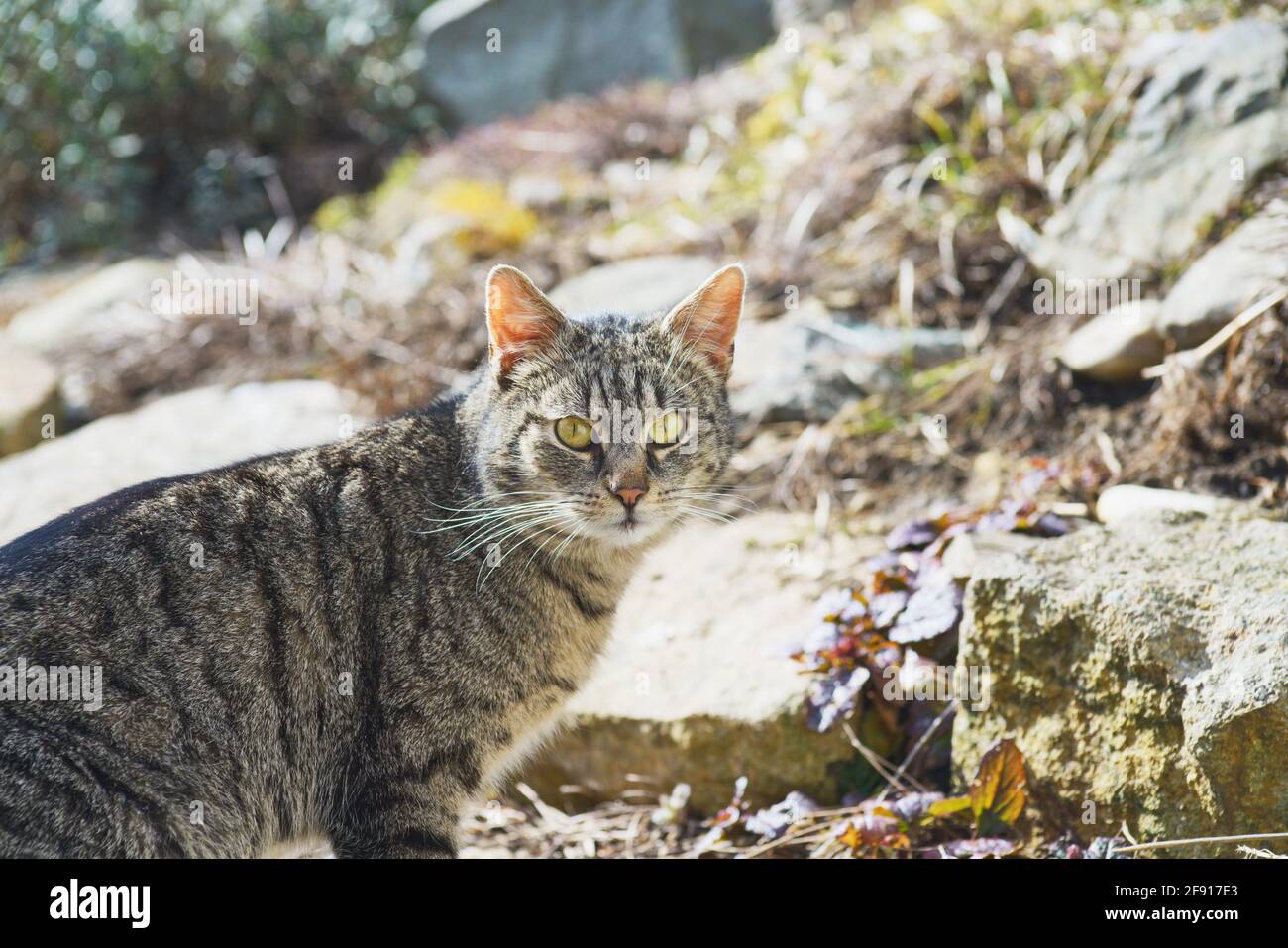 domestic cat exploring Stock Photo - Alamy