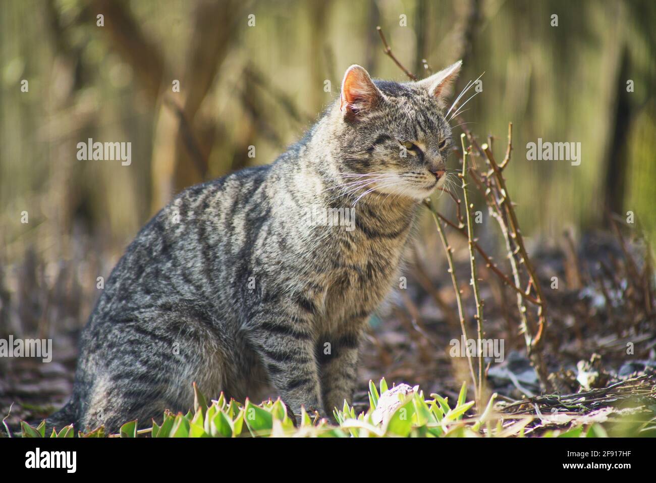 domestic cat exploring Stock Photo - Alamy