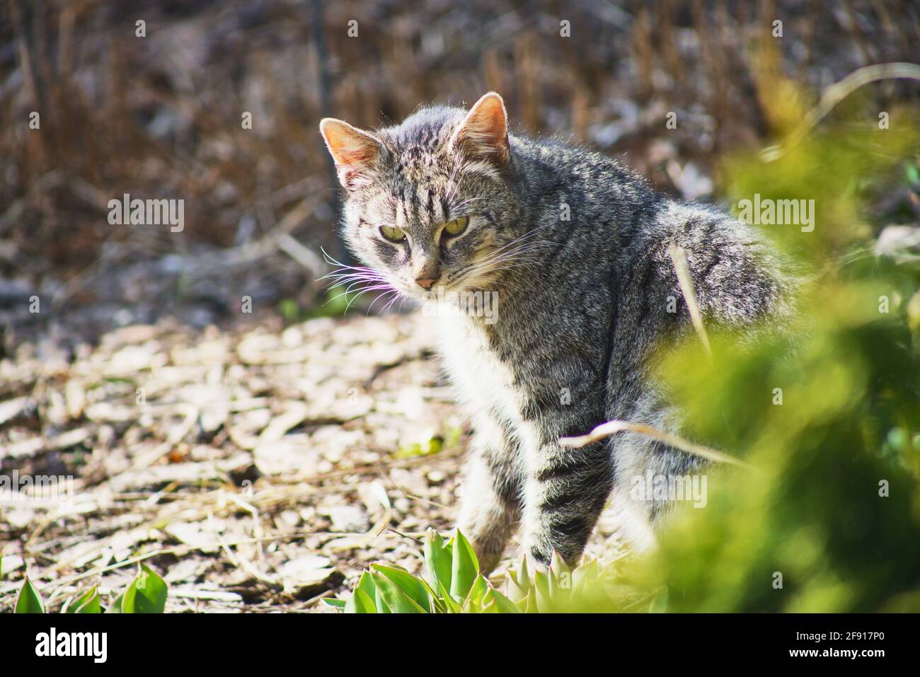 domestic cat exploring Stock Photo - Alamy
