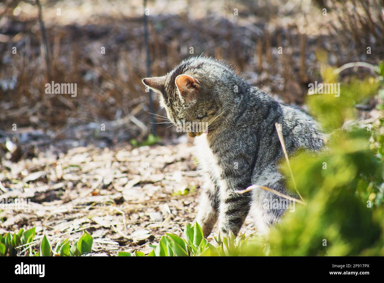 domestic cat exploring Stock Photo - Alamy