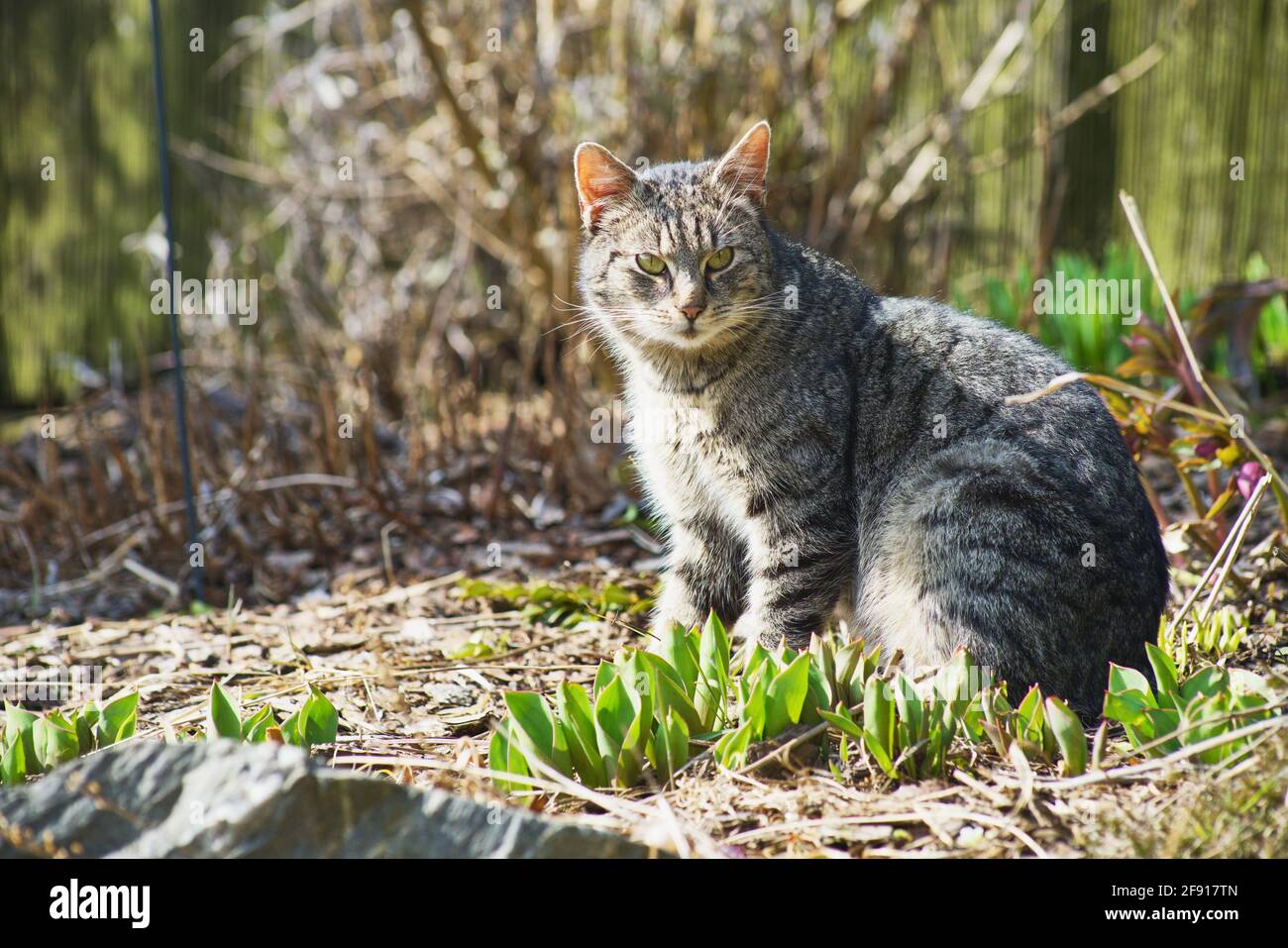 domestic cat exploring Stock Photo - Alamy