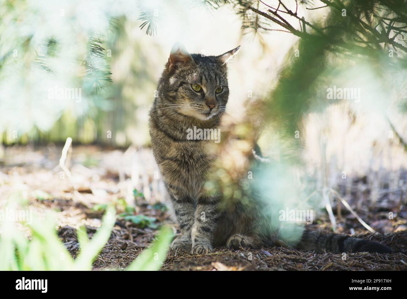 domestic cat exploring Stock Photo - Alamy
