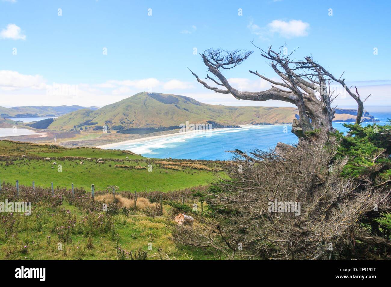 Dead, windswept tree on the Otago Peninsular overlooking Allans Beach ...