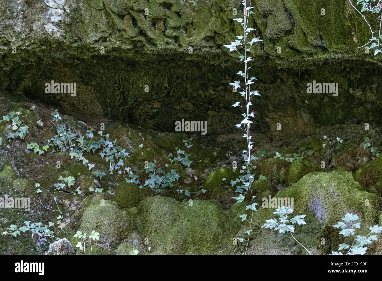 Closeup of an ivy vine in the moss-covered rocky terrain Stock Photo ...