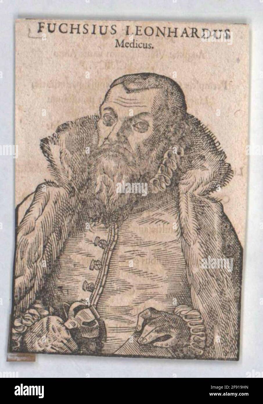 Leonhard fuchs hi-res stock photography and images - Alamy