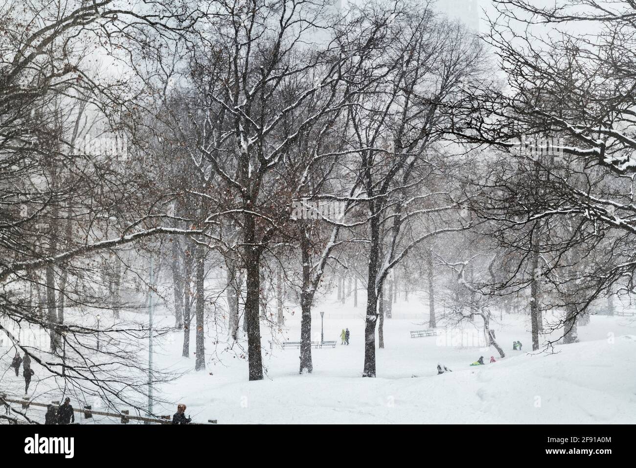 Snow fall during a nor'easter in Central Park. NY, NY Stock Photo - Alamy