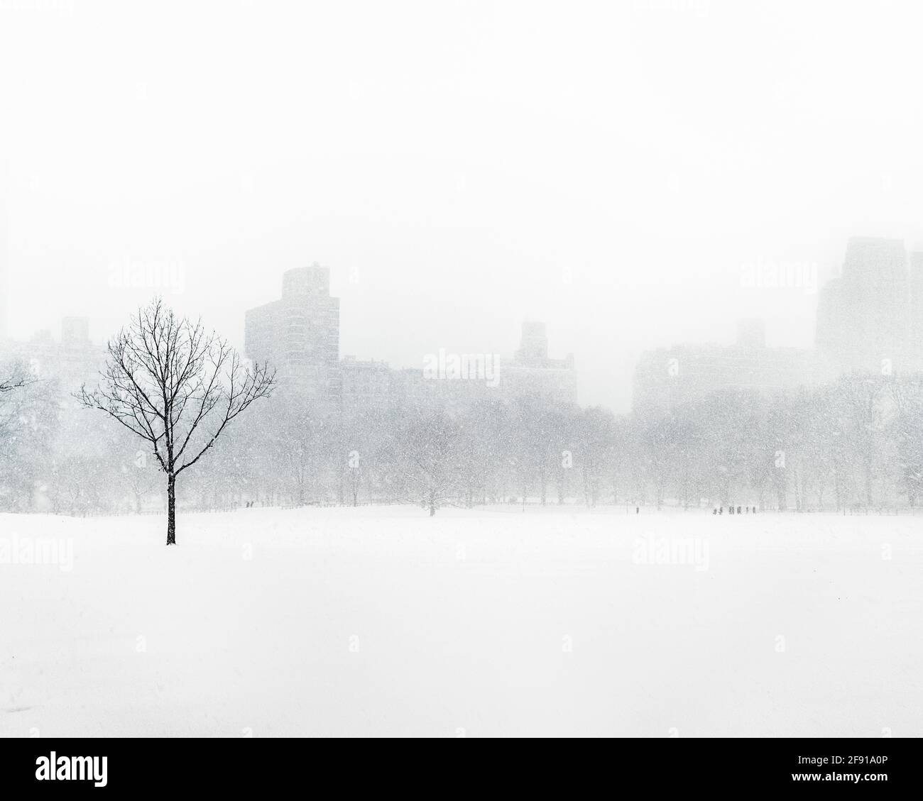 Snow fall during a nor'easter in Central Park. NY, NY Stock Photo - Alamy