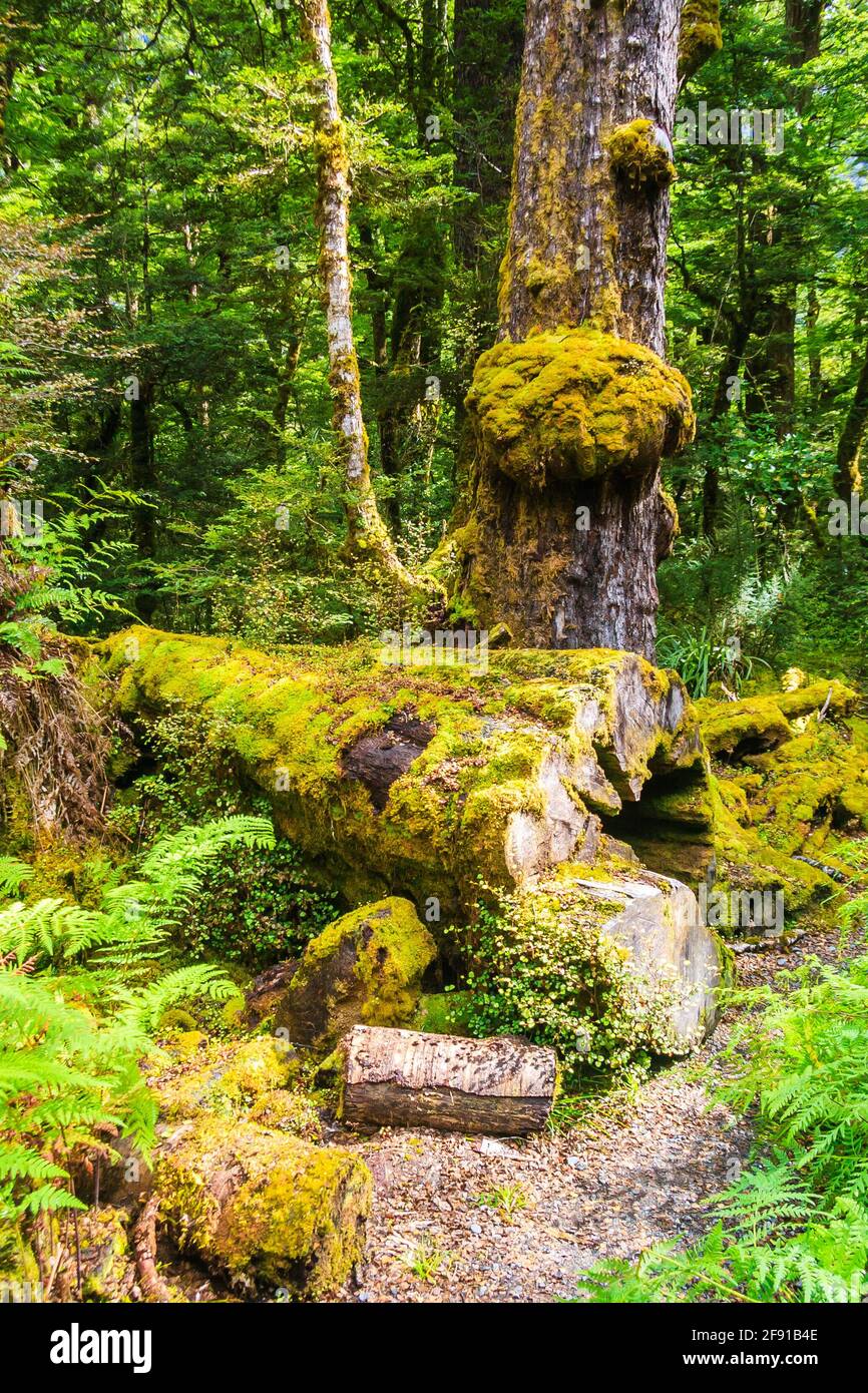Colours of the forest, Southland, South Island, New Zealand Stock Photo ...