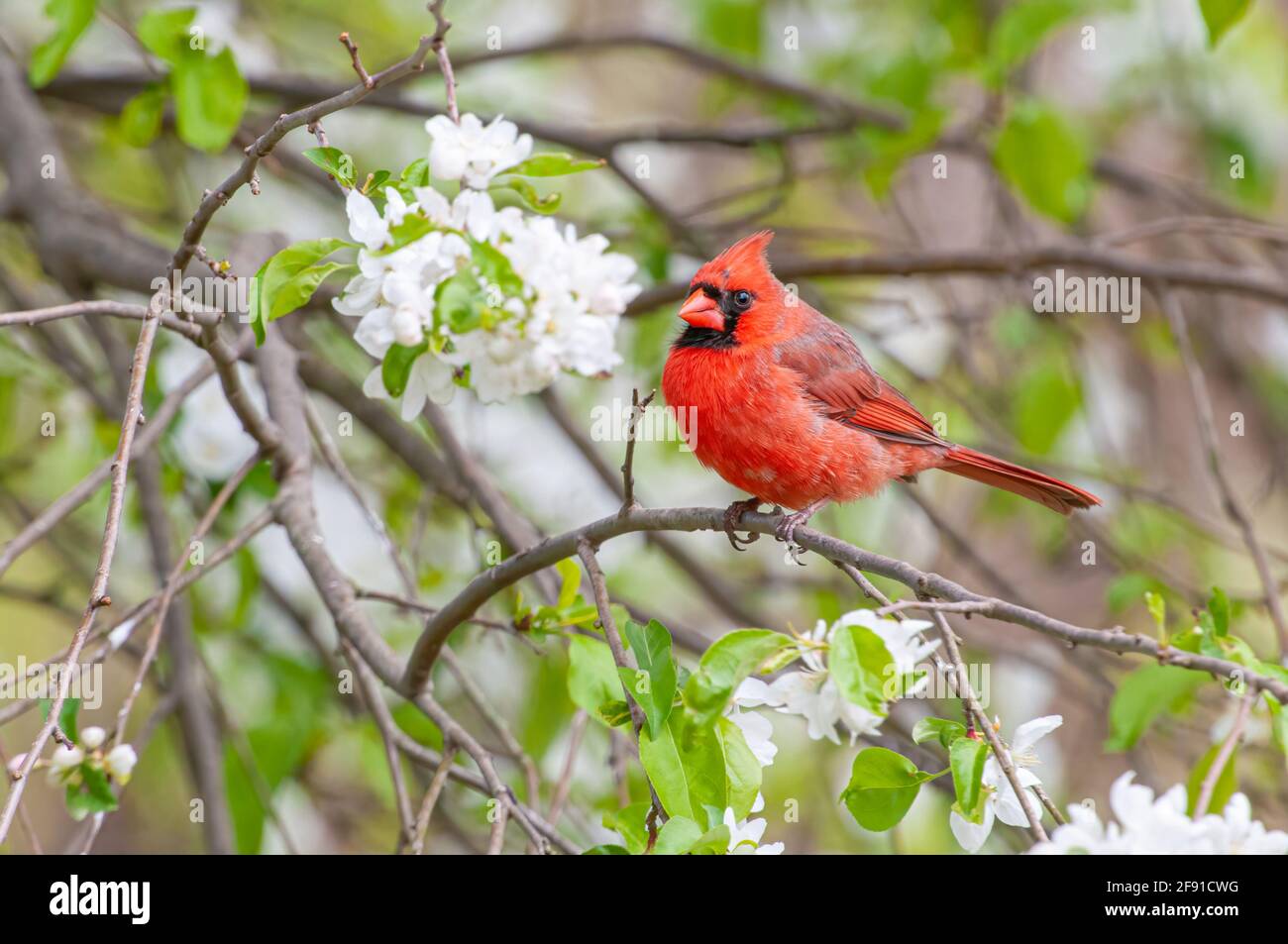 Male, Northern Cardinal on spring Crab Apple tree Stock Photo - Alamy