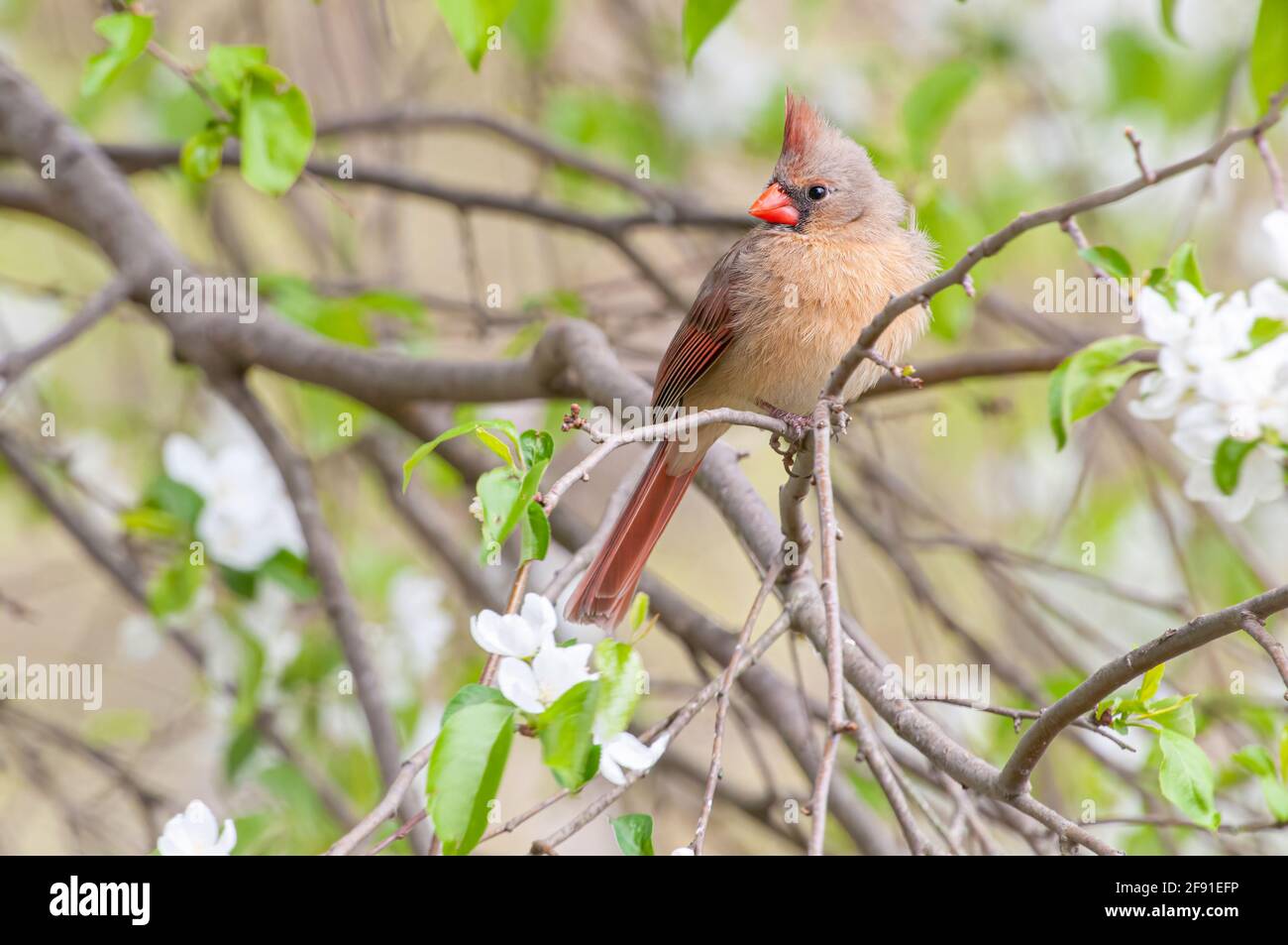 Female Northern Cardinal on spring crab apple tree Stock Photo - Alamy