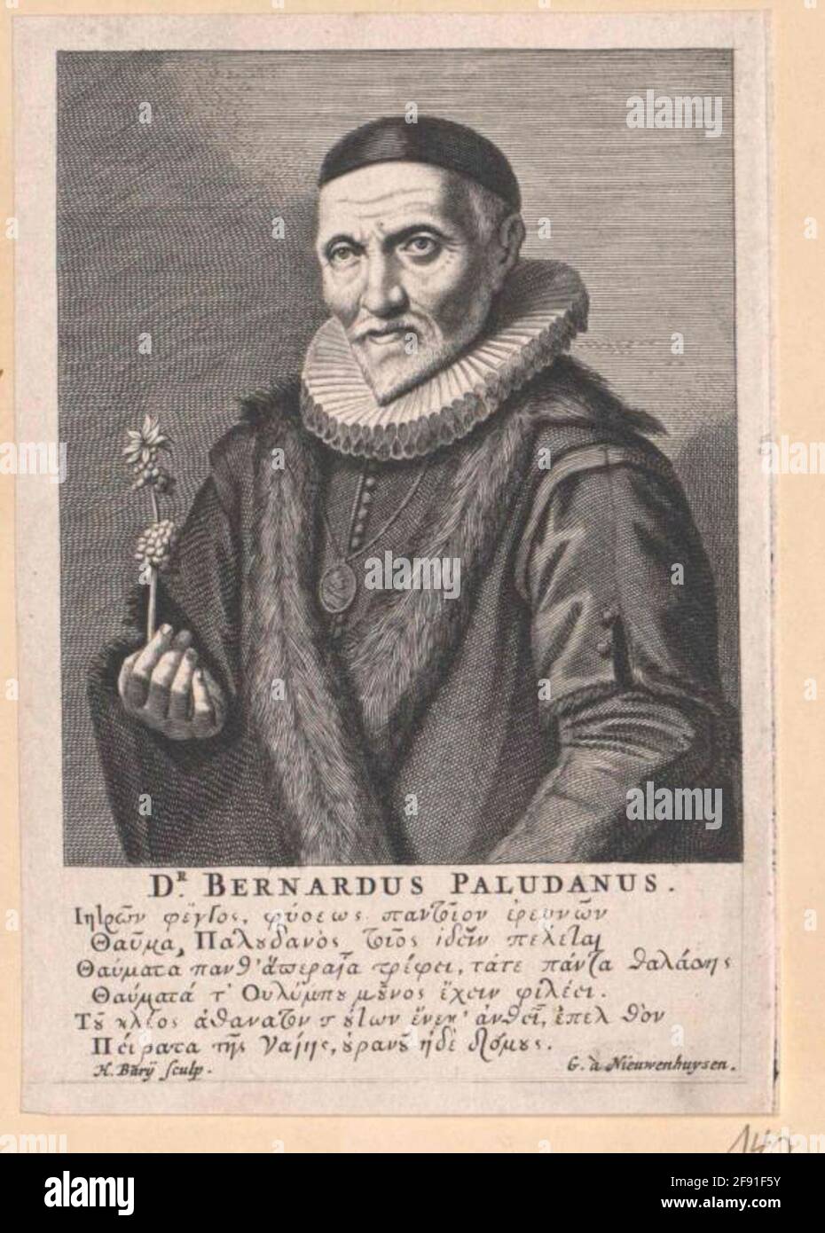 Paludanus hi-res stock photography and images - Alamy