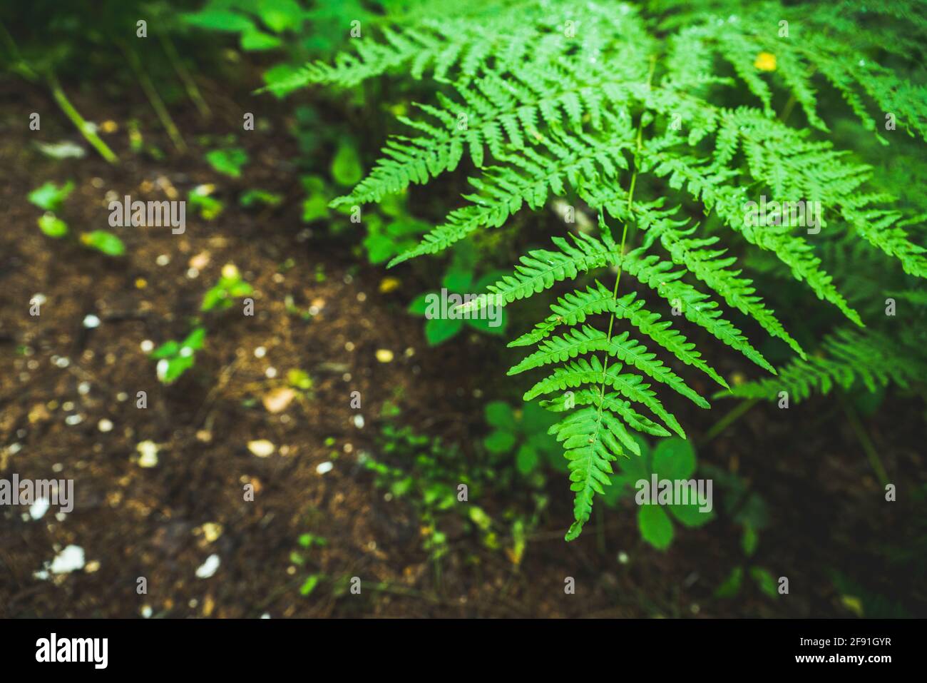 Emerald fern hi-res stock photography and images - Alamy