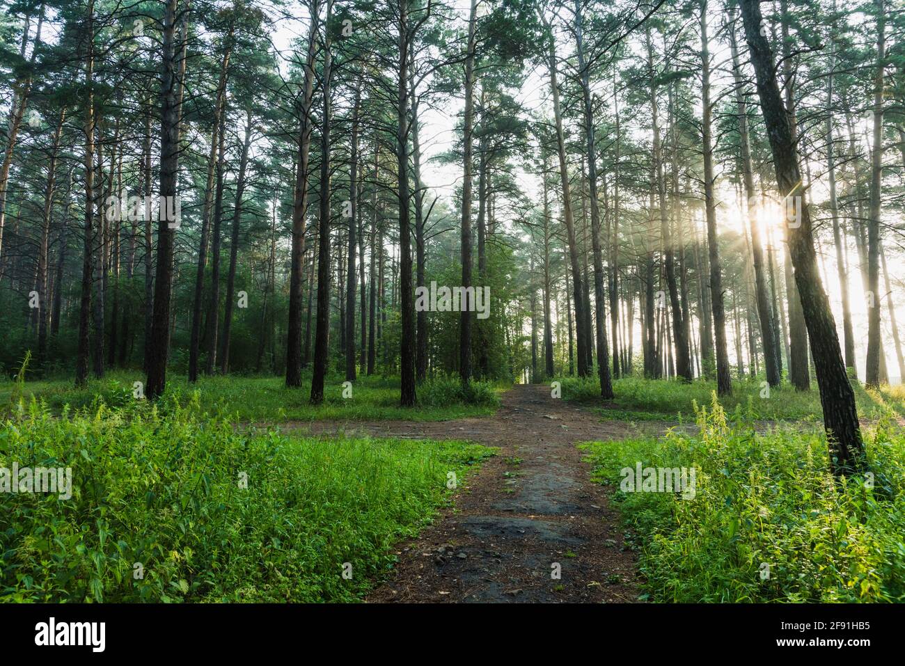 Pathway through beautiful summer forest with different trees Stock ...