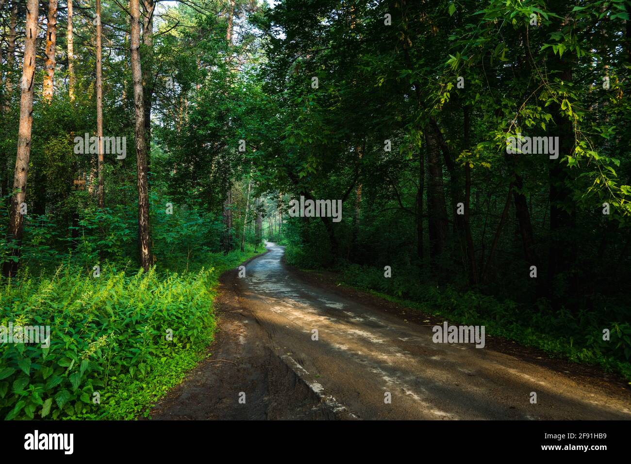 Pathway through beautiful summer forest with different trees Stock ...