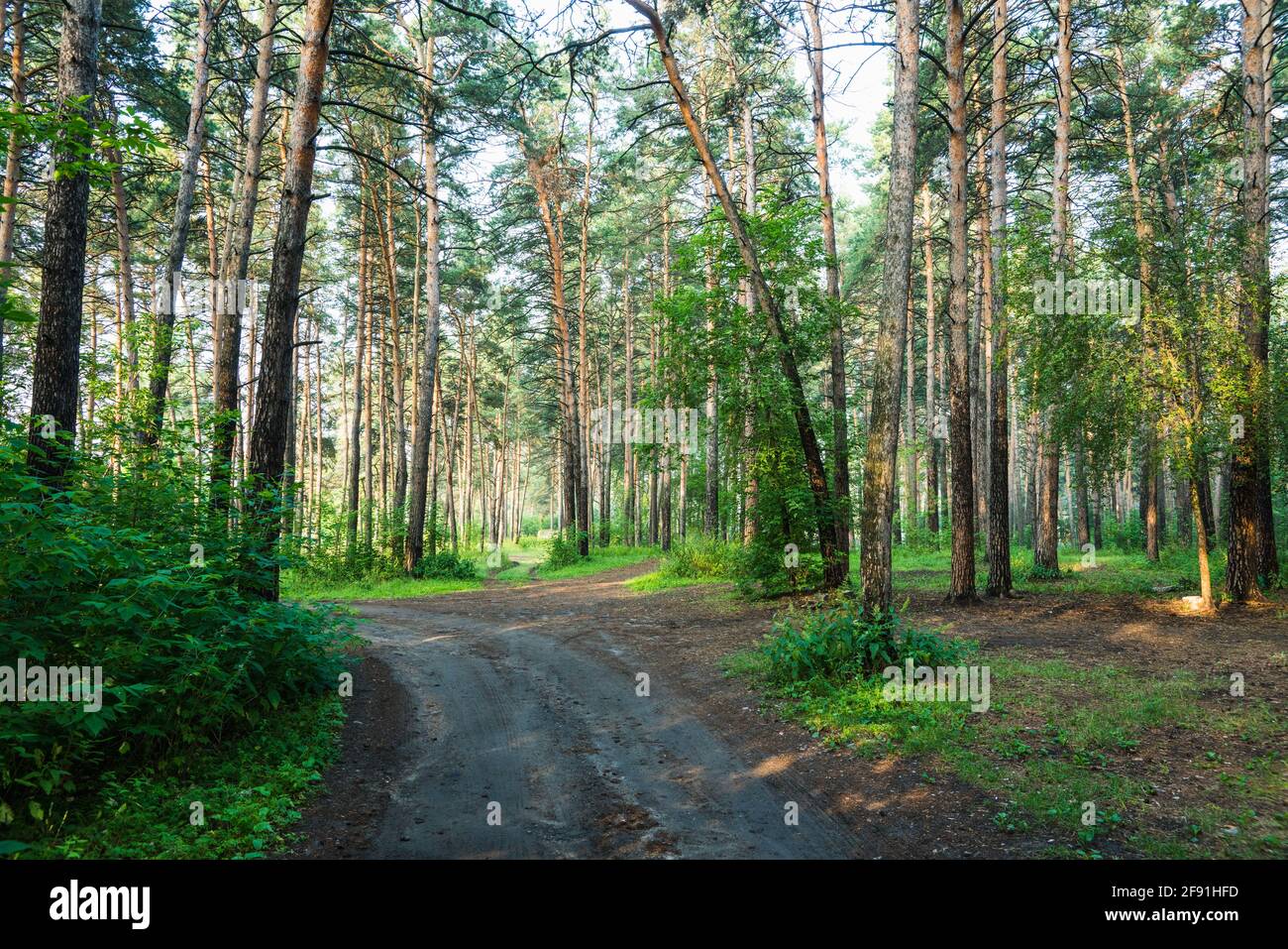 Pathway through beautiful summer forest with different trees Stock ...