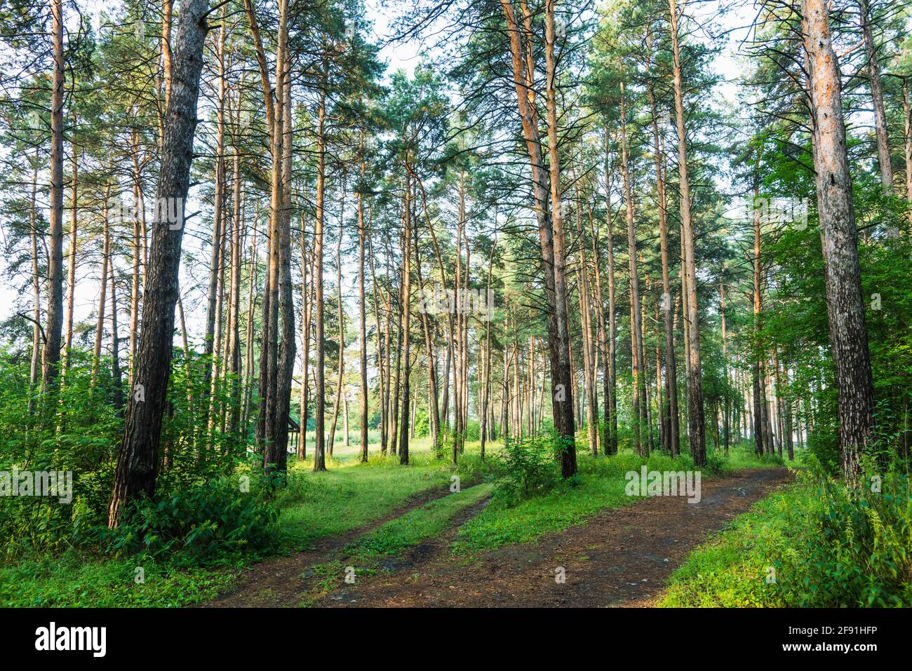 Pathway through beautiful summer forest with different trees Stock ...