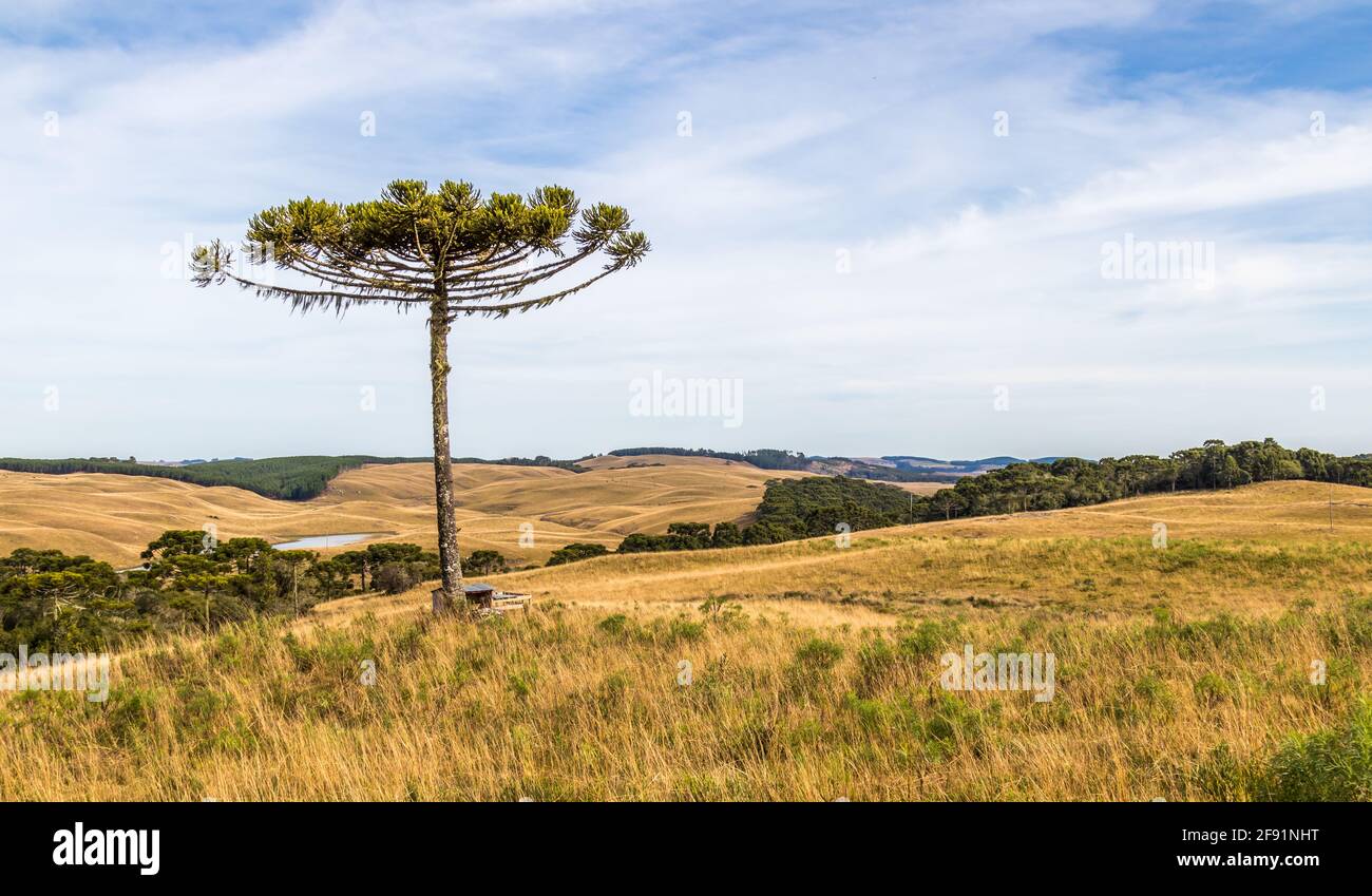 Tree and fields in southern Brazil during the daytime Stock Photo - Alamy