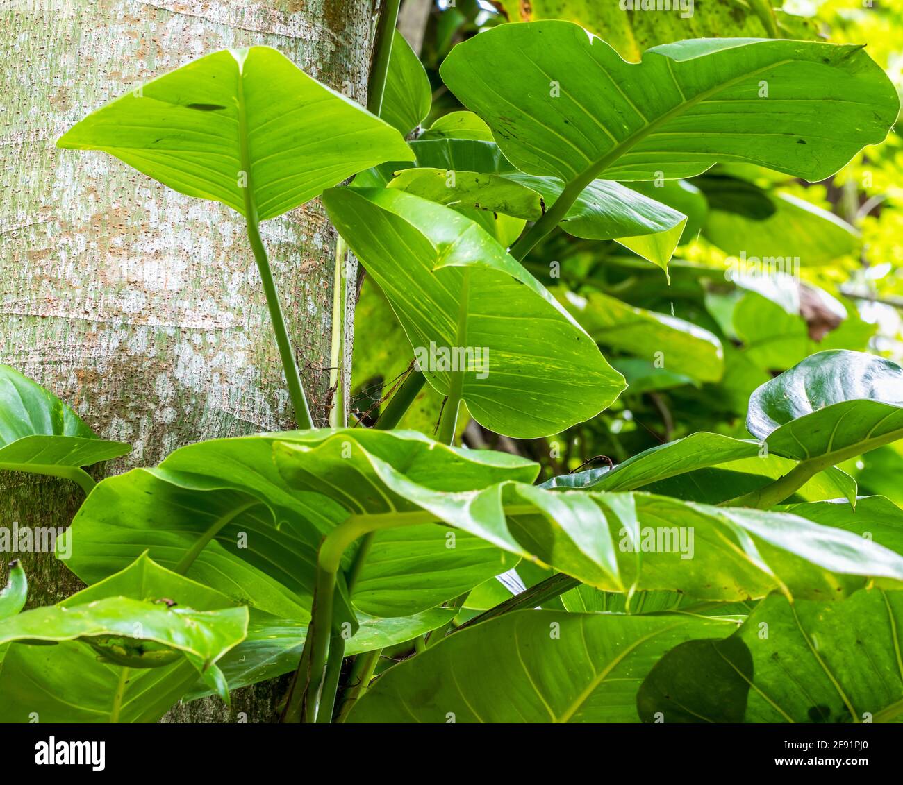 Plant with green leaves going up the trunk Stock Photo - Alamy