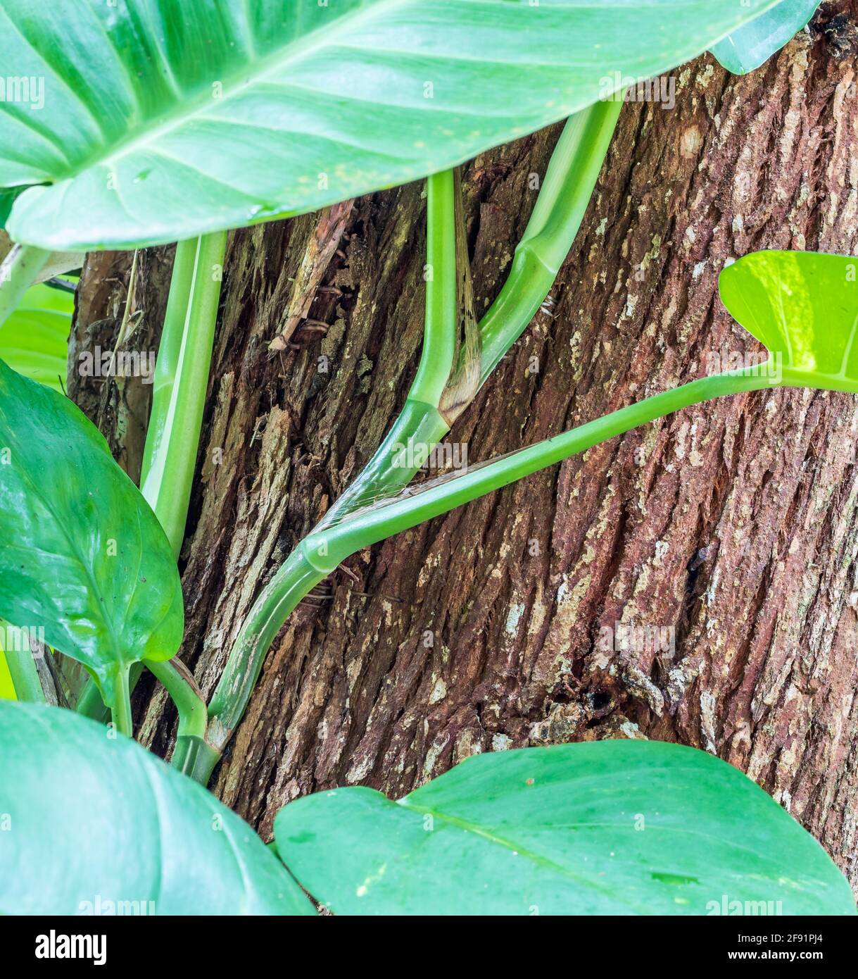 Plant with green leaves going up the trunk Stock Photo - Alamy