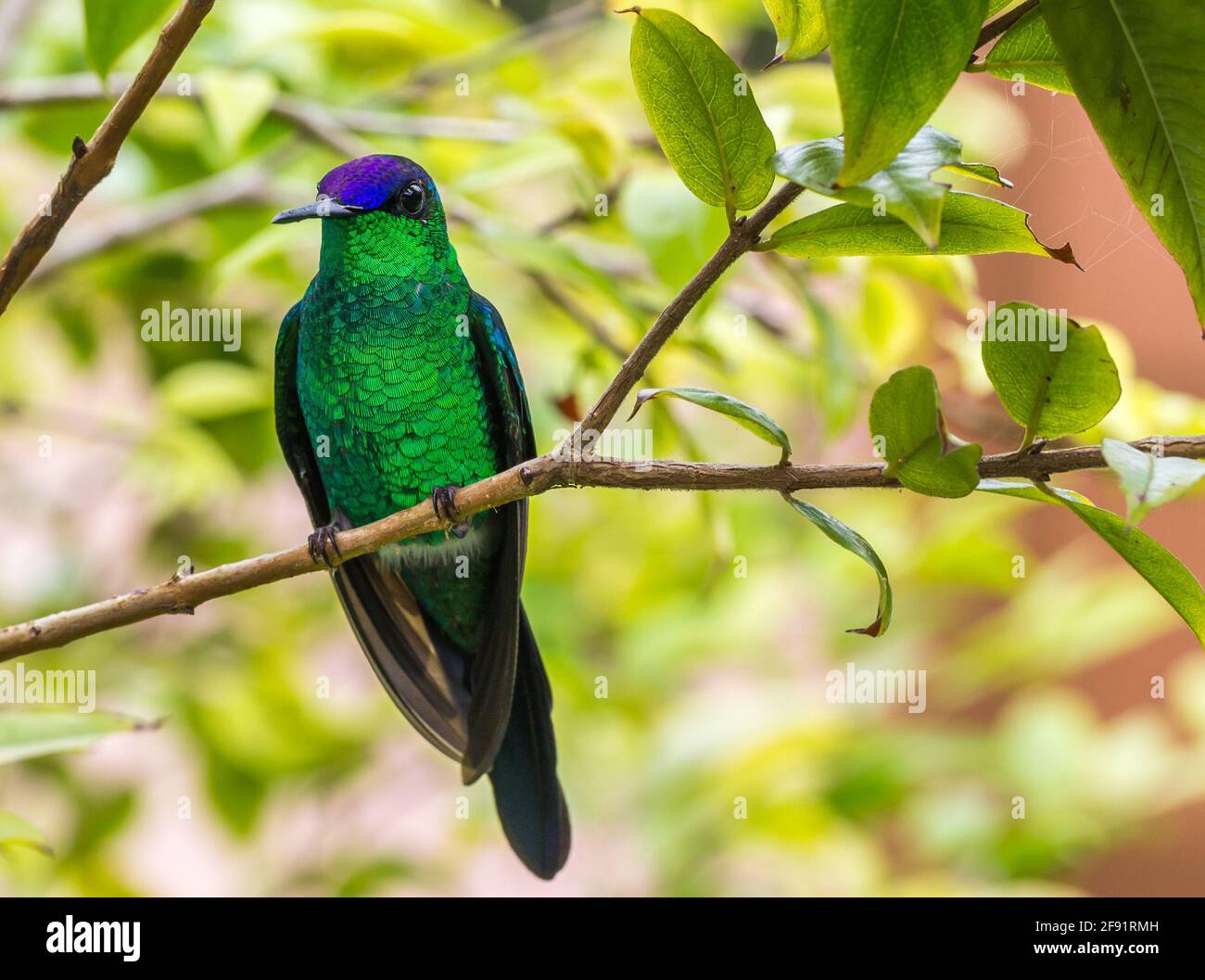 Closeup shot of a shiny green Hummingbird perched on a branch Stock ...