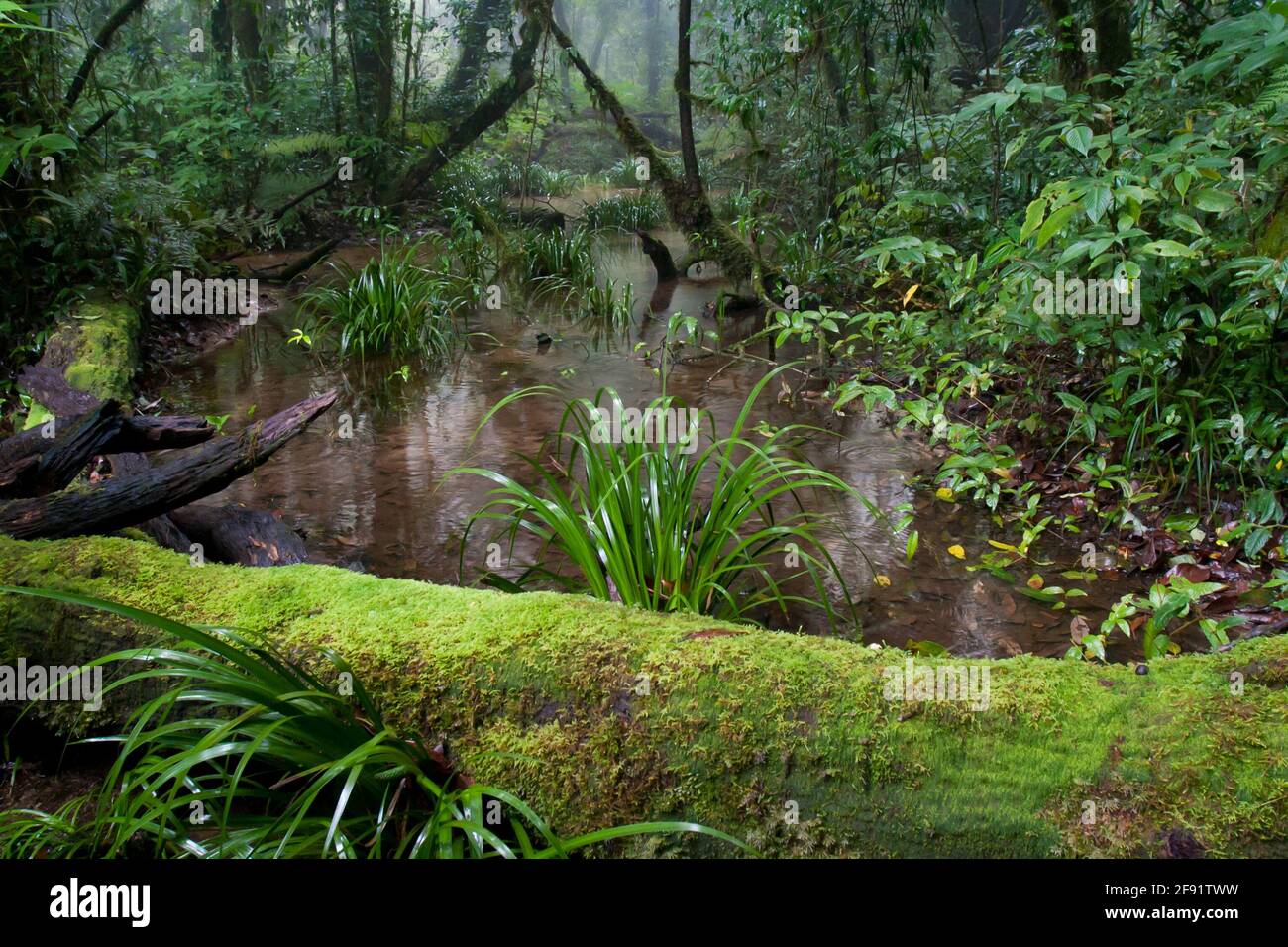 Fresh water swamp forest thailand hi-res stock photography and images ...