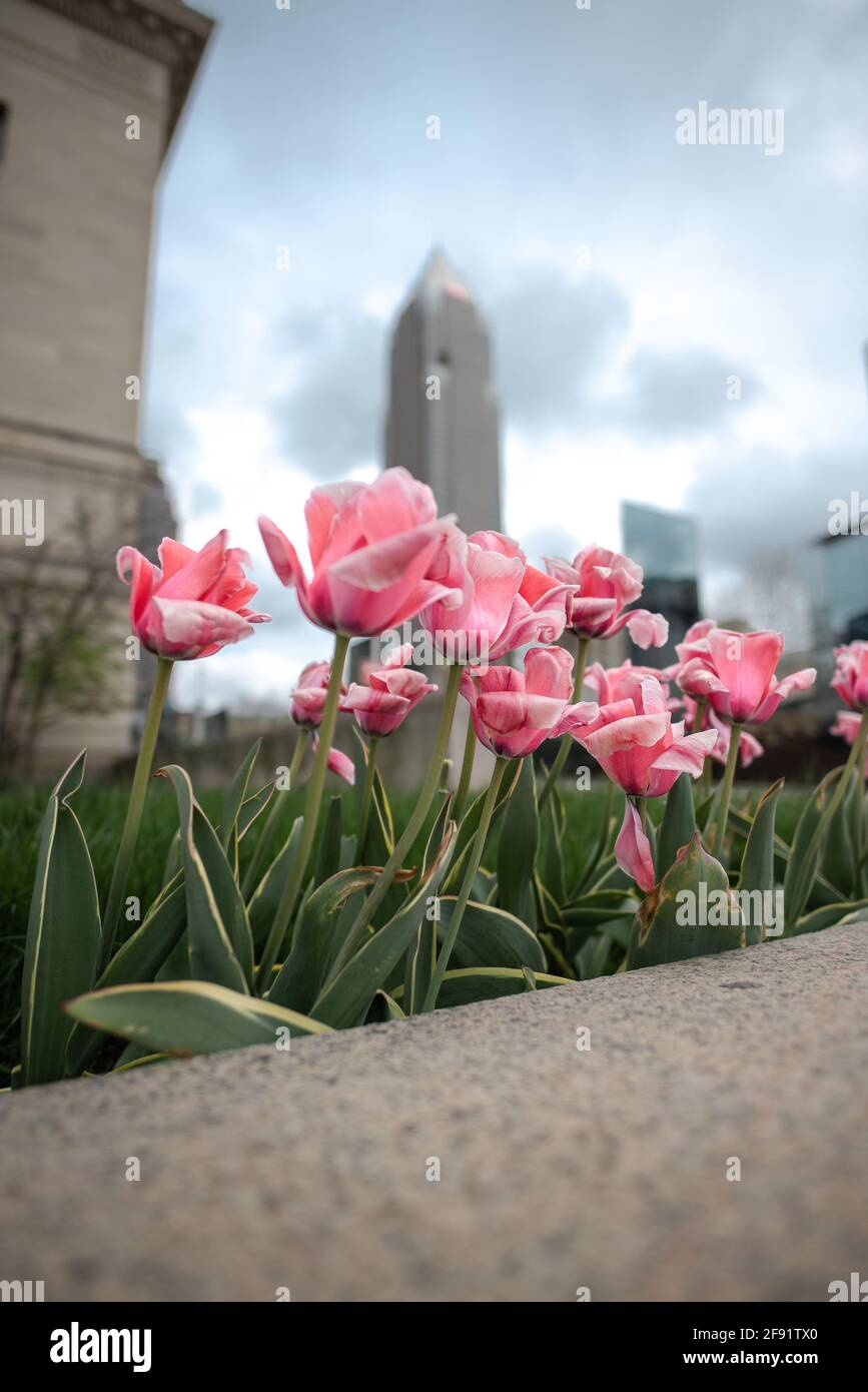 Spring flowers in downtown cleveland Stock Photo - Alamy