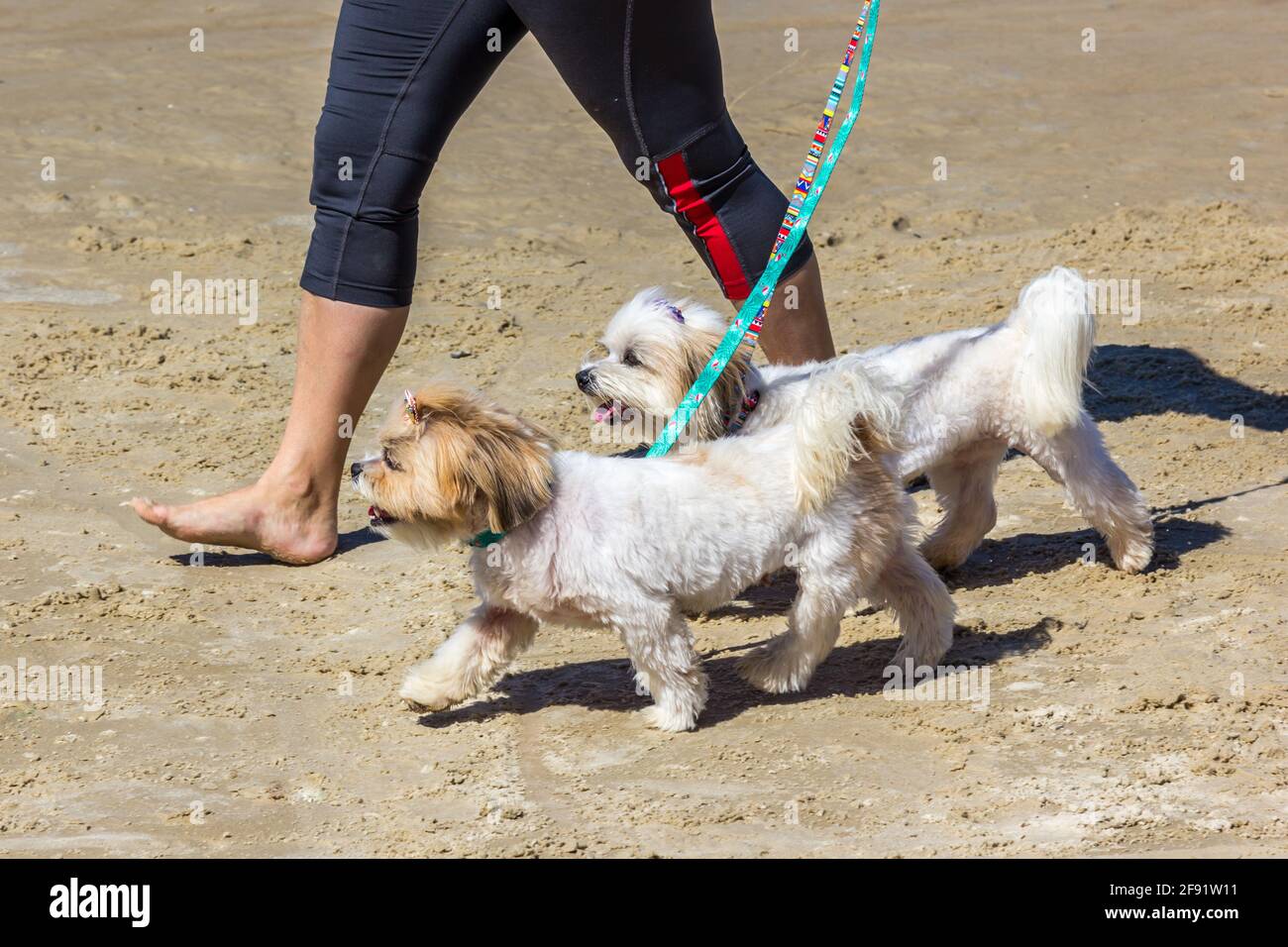 Two dogs walking on the beach with the owner Stock Photo - Alamy