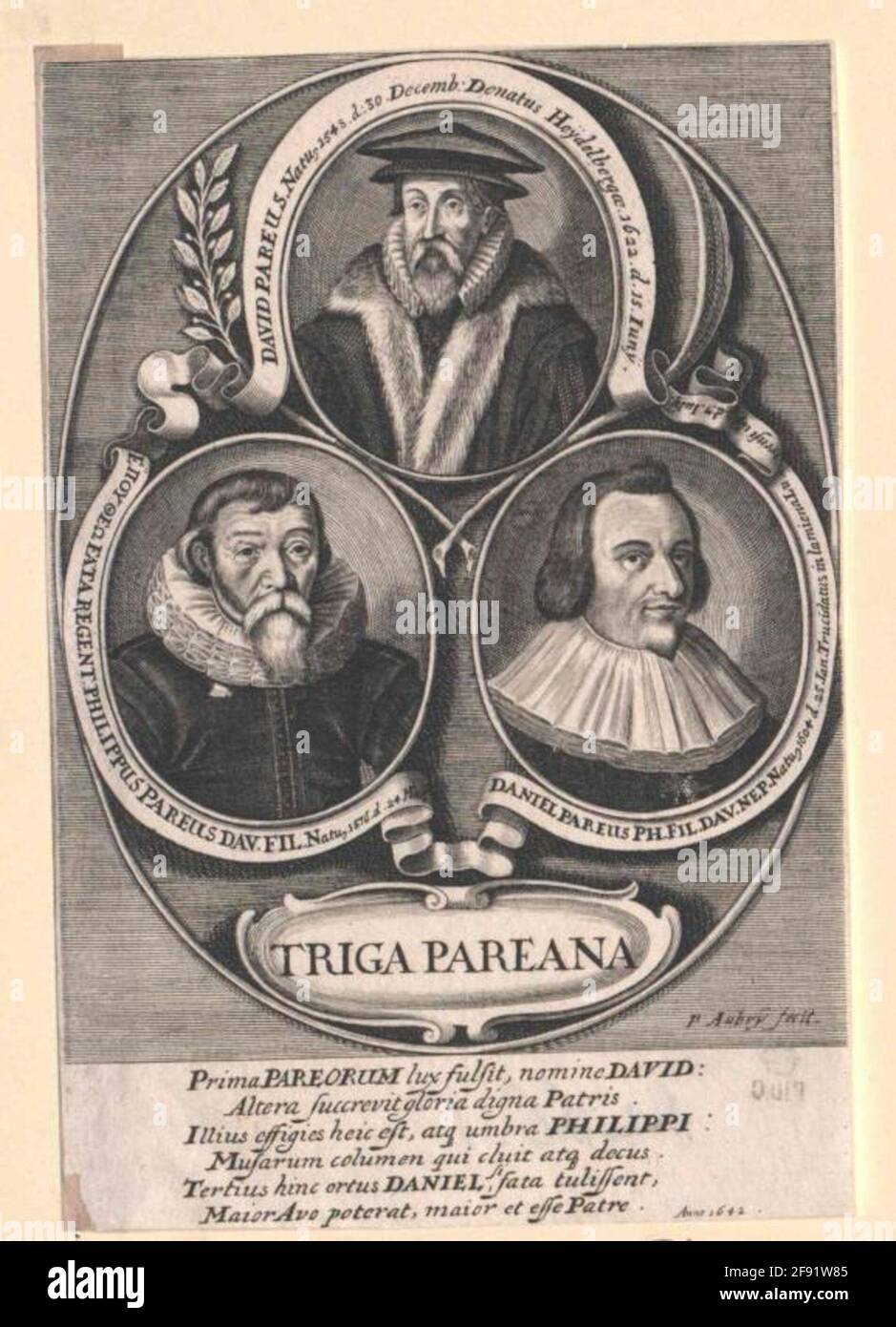 Pareus hi-res stock photography and images - Alamy