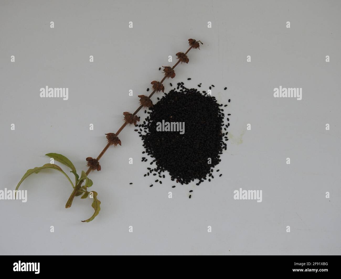 Top view of Chia or Salvia Hispanica seeds with flowers on white ...