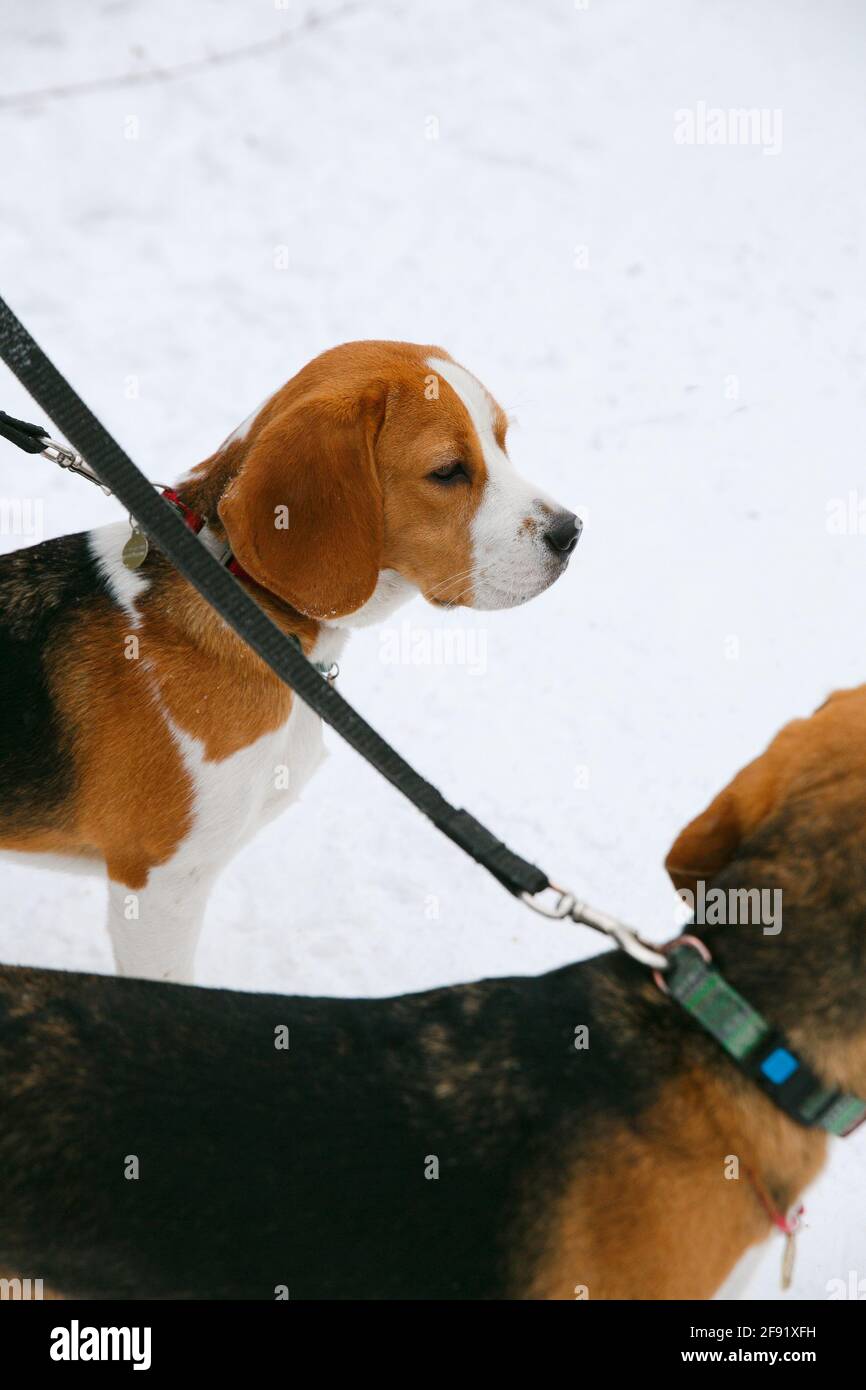 Two beagle dog puppies are walking and having fun in a snowy winter ...