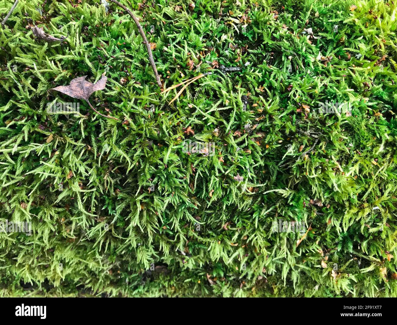 Texture of green moss in the forest on an old driftwood top view Stock ...