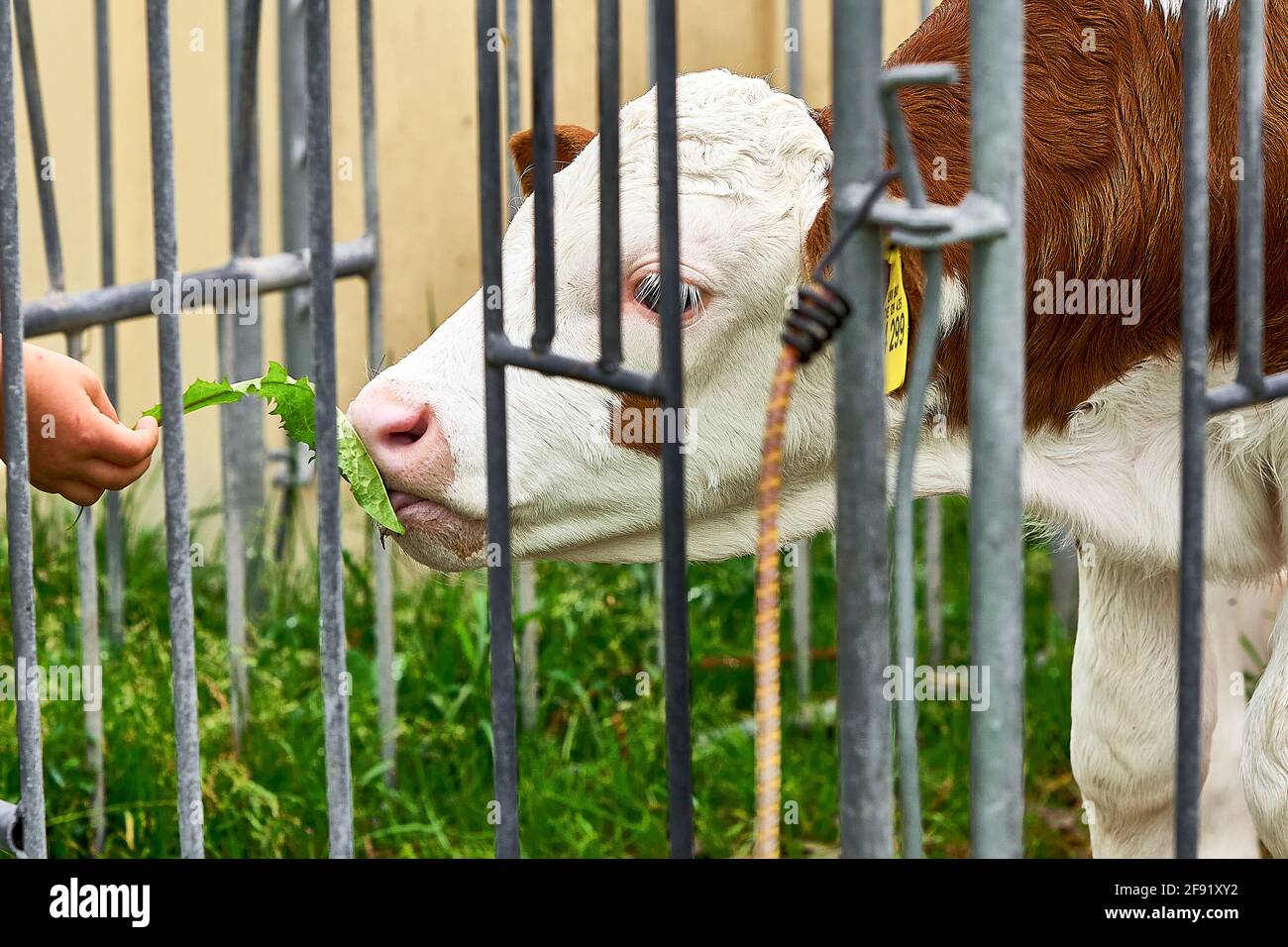A curious boy carefully offers a handful of fresh green grass to a ...