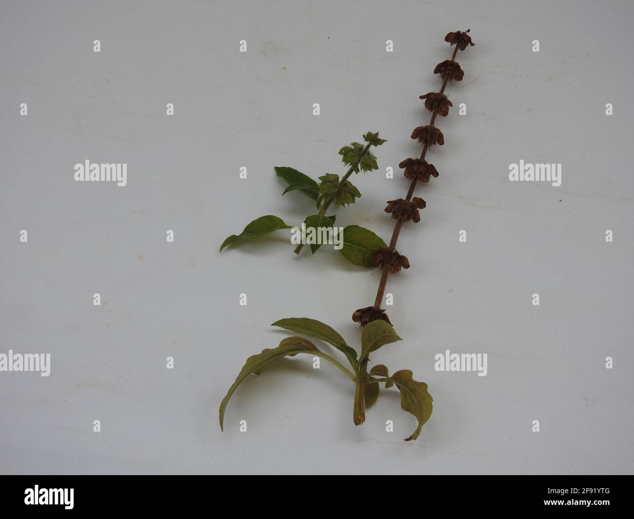 Closeup of Chia plant flowers isolated on white background Stock Photo ...