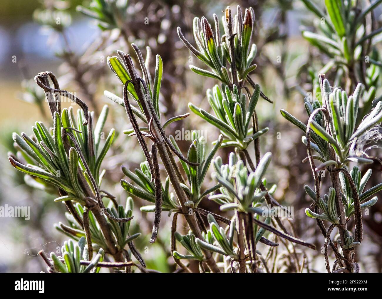 A lavender plant starting to grow in the spring Stock Photo - Alamy