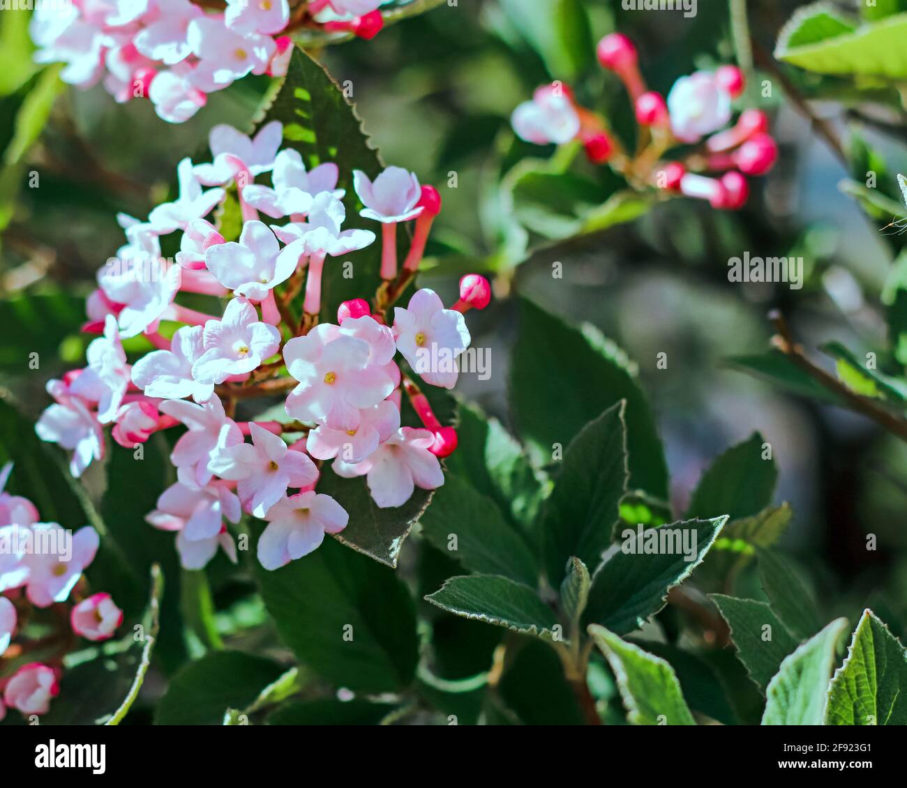 the spring sun shining on a flowering bush Stock Photo - Alamy