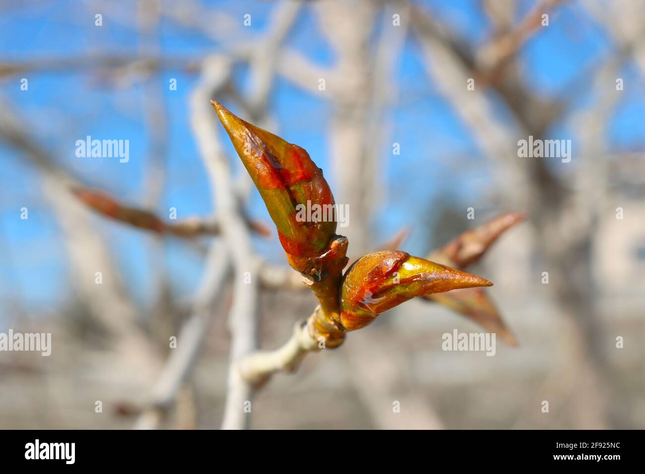 Poplar branches with sticky resinous buds against the blue sky in ...