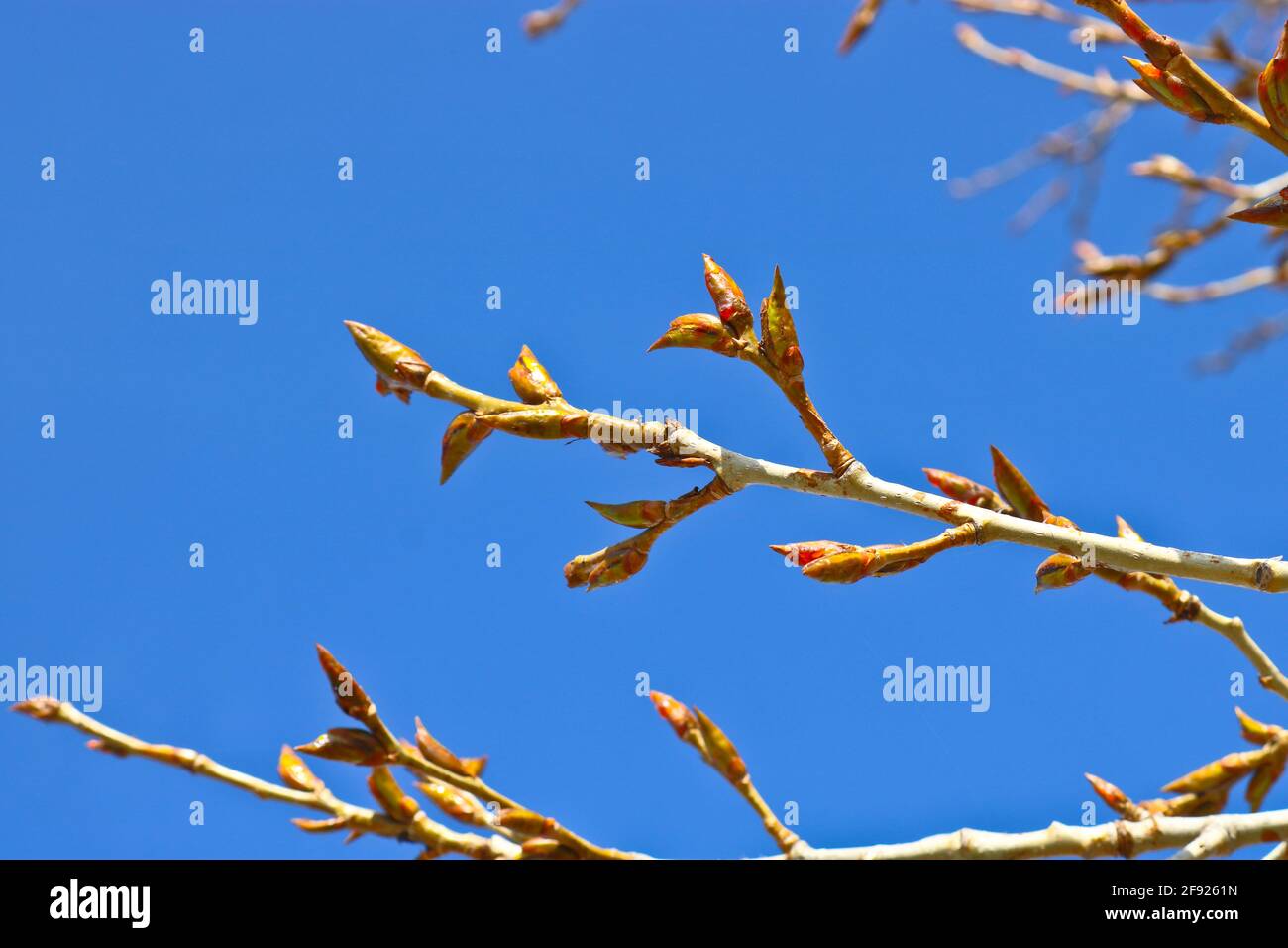 Poplar branches with sticky resinous buds against the blue sky in ...