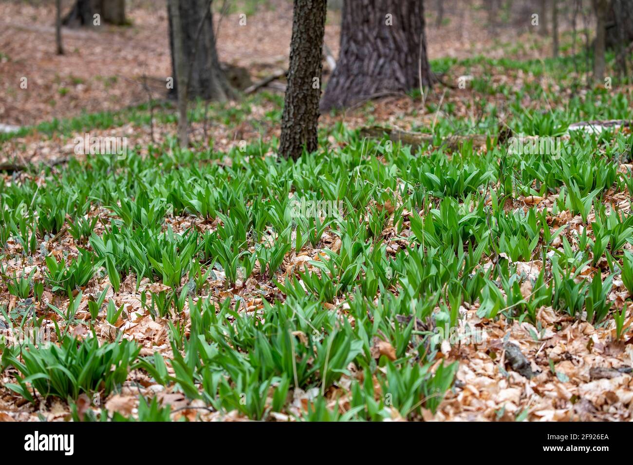 Wild Ramps - wild garlic ( Allium tricoccum), commonly known as ramp ...
