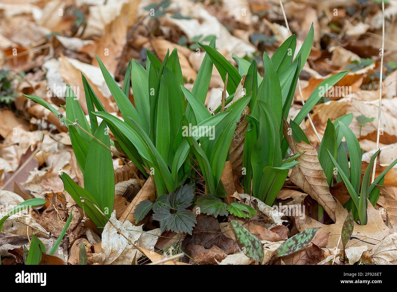 Wild Ramps - wild garlic ( Allium tricoccum), commonly known as ramp ...