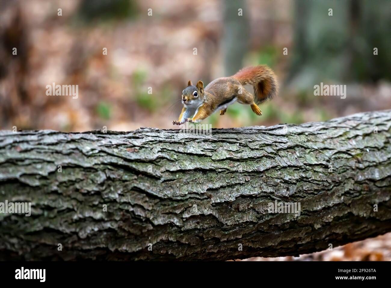 Aggressive squirrels hi-res stock photography and images - Alamy
