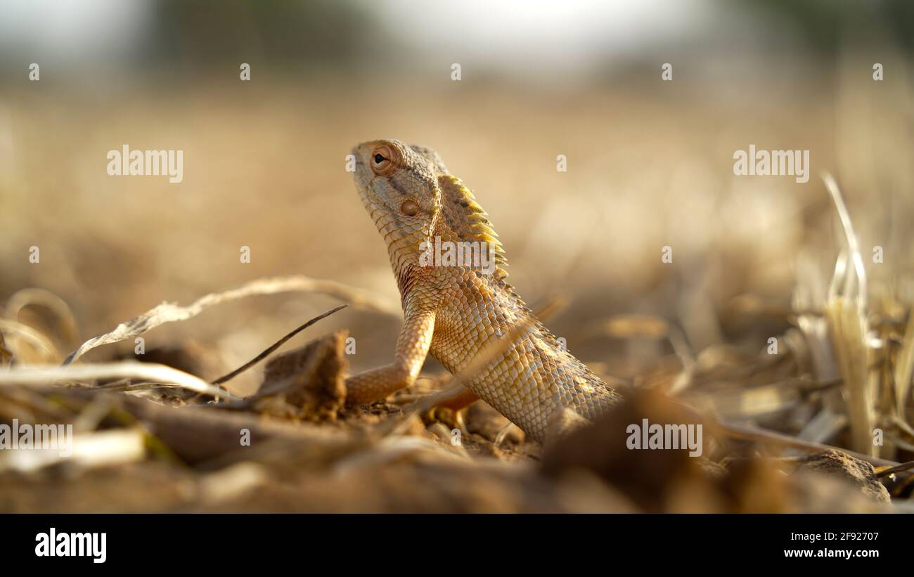 Rock Monitor Lizard High Resolution Stock Photography and Images - Alamy
