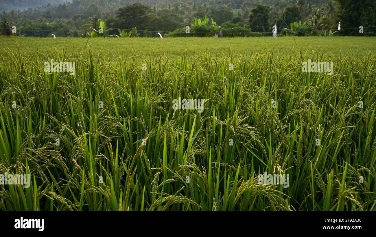 Non sticky rice hi-res stock photography and images - Alamy