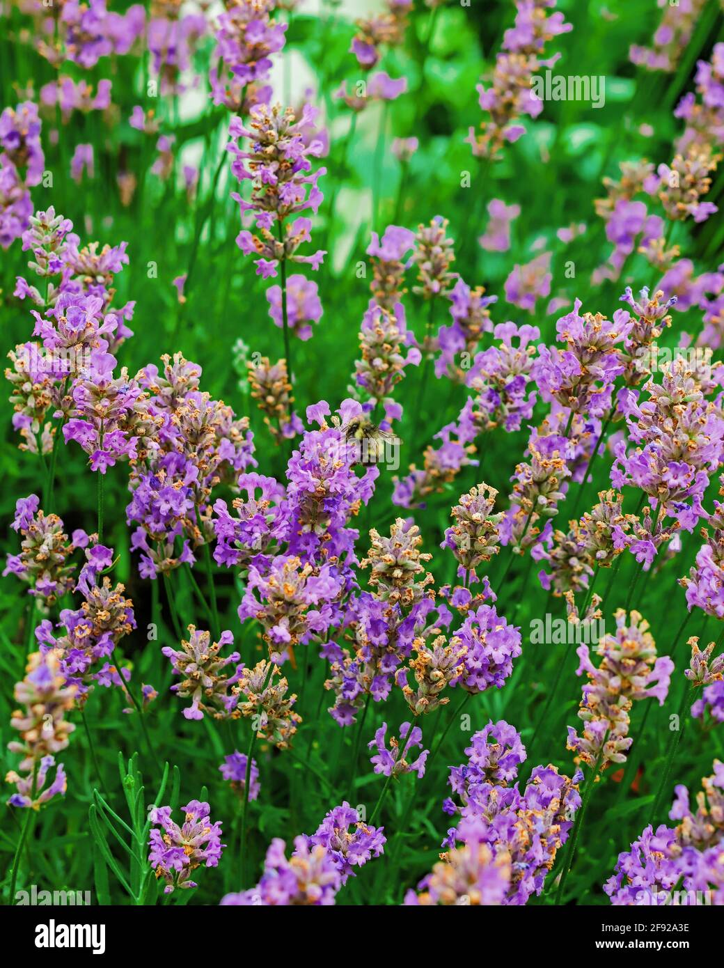 Lavender blooming in the summer garden Stock Photo - Alamy