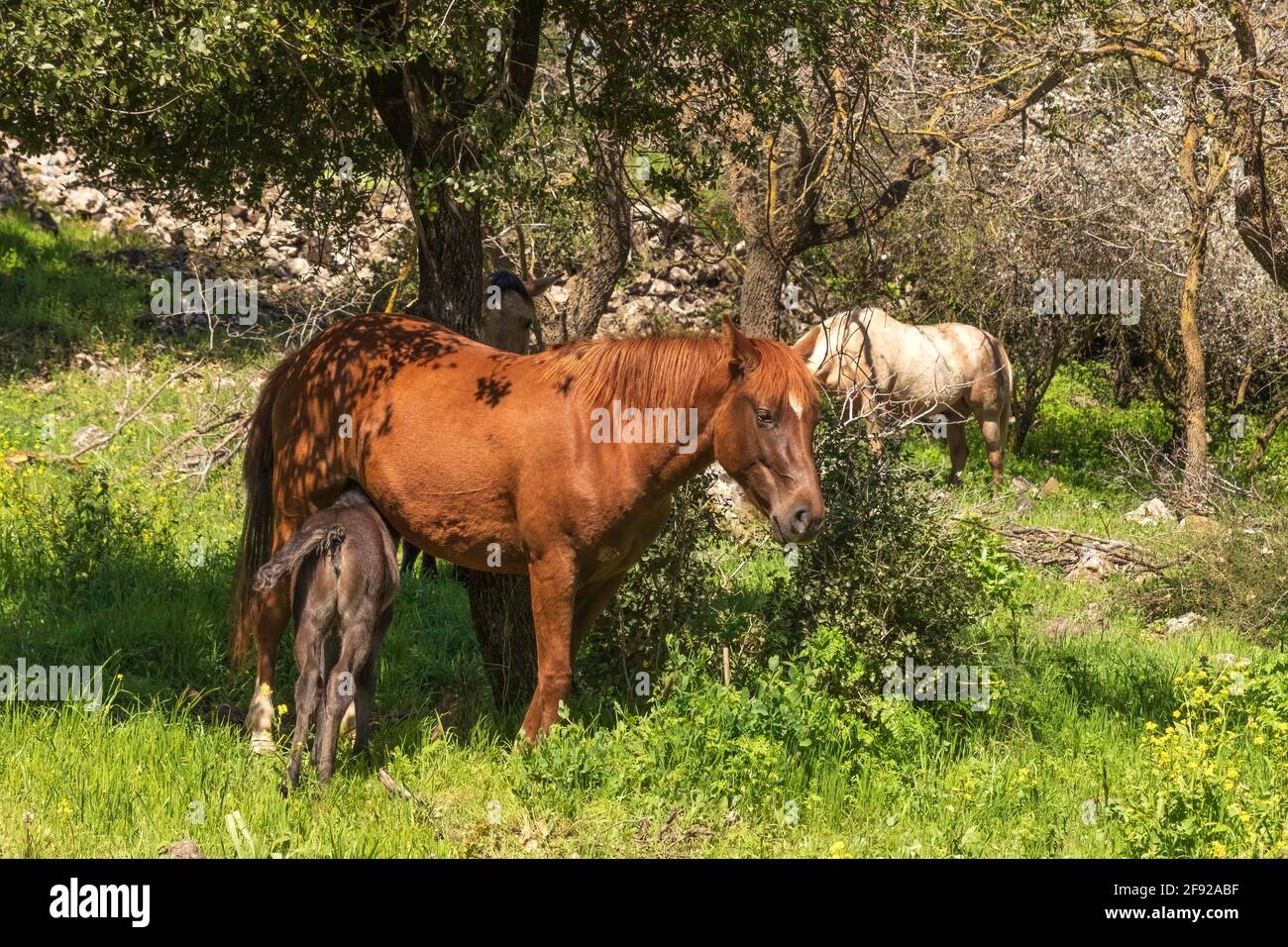 Horse standing under tree hi-res stock photography and images - Alamy