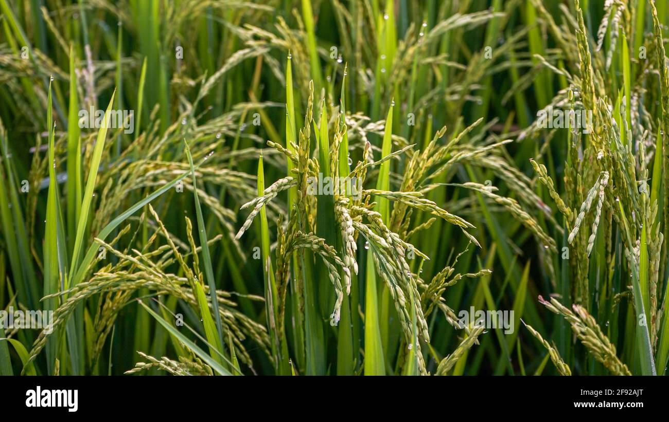 Non sticky rice hi-res stock photography and images - Alamy