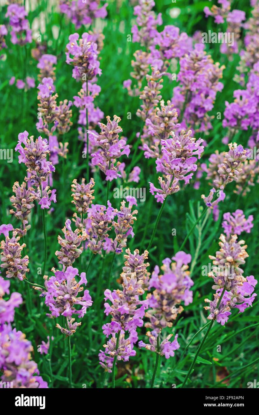 Lavender in blossom hi-res stock photography and images - Alamy