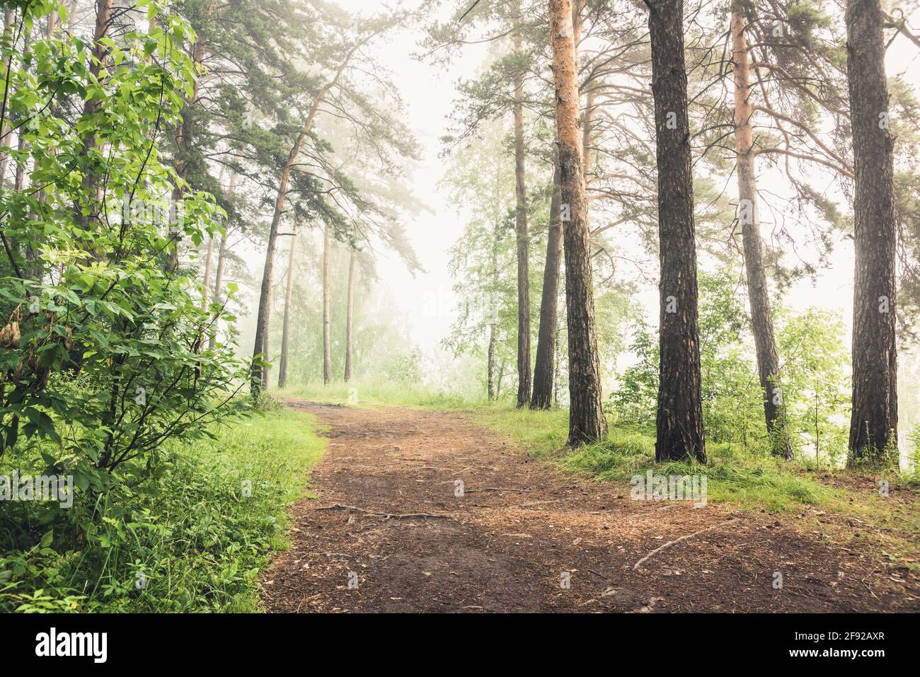 Road through beautiful and wild foggy forest Stock Photo - Alamy