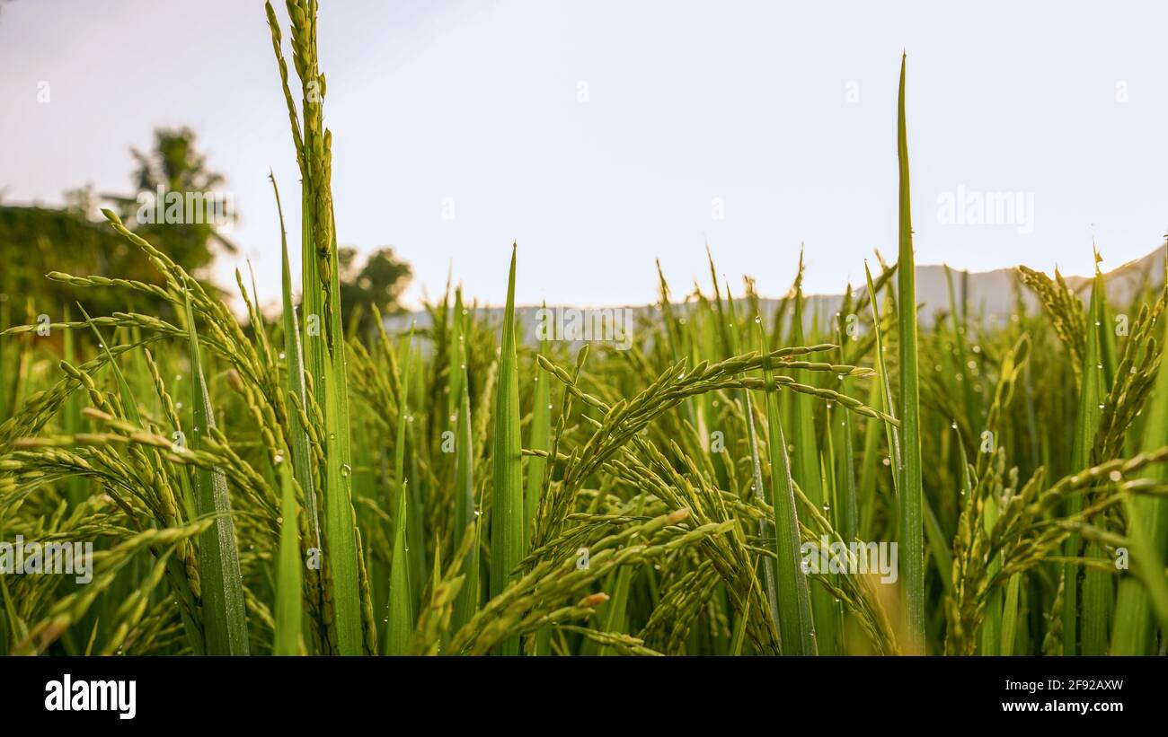 Non sticky rice hi-res stock photography and images - Alamy